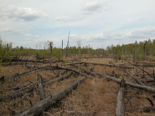 Chernobyl area: strange failure of dead trees to decompose properly ...
