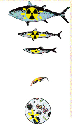 The effects of radioactive waste water released into the ocean ...